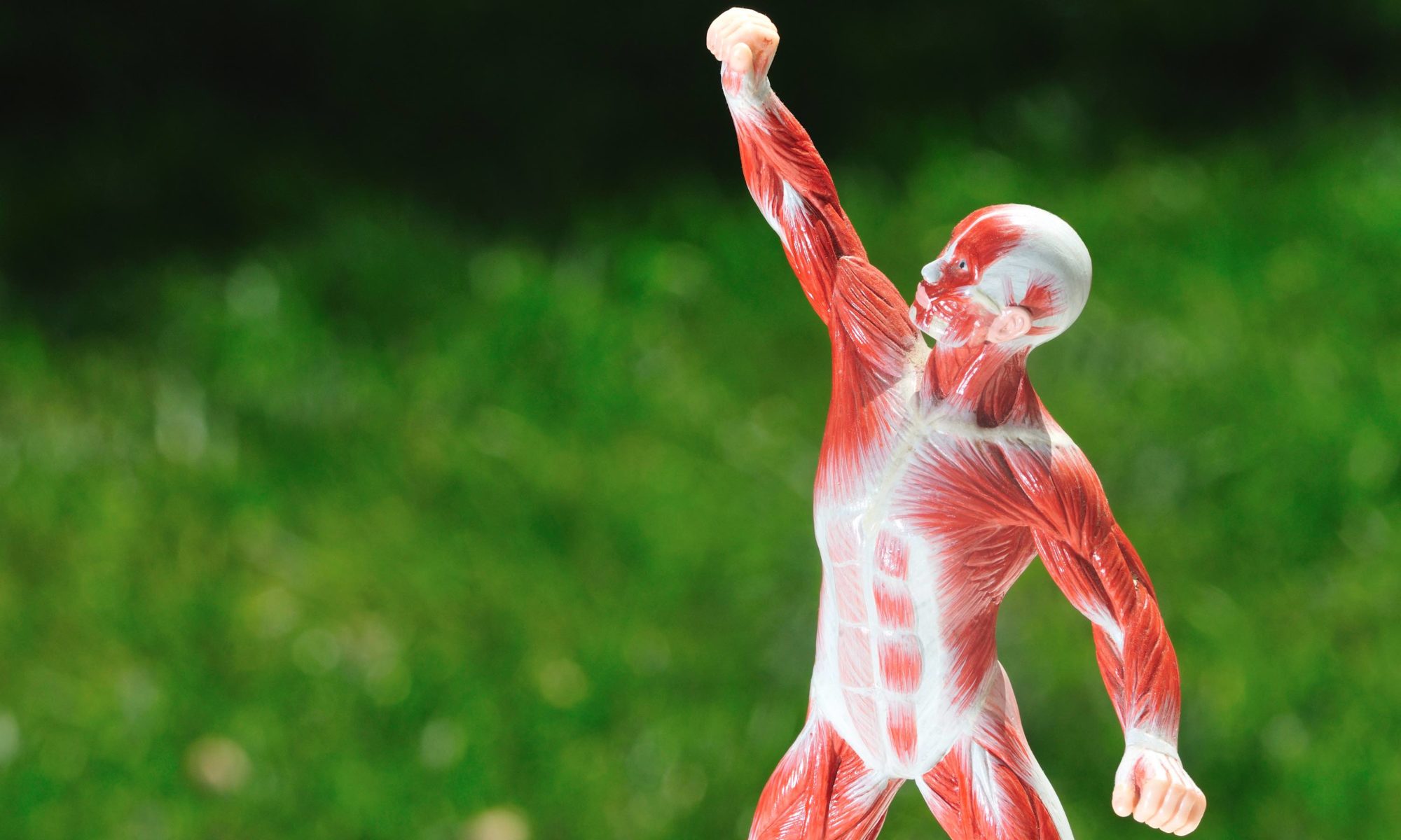 Das kleine Lexikon der Muskelfasern - optimalefitness.de