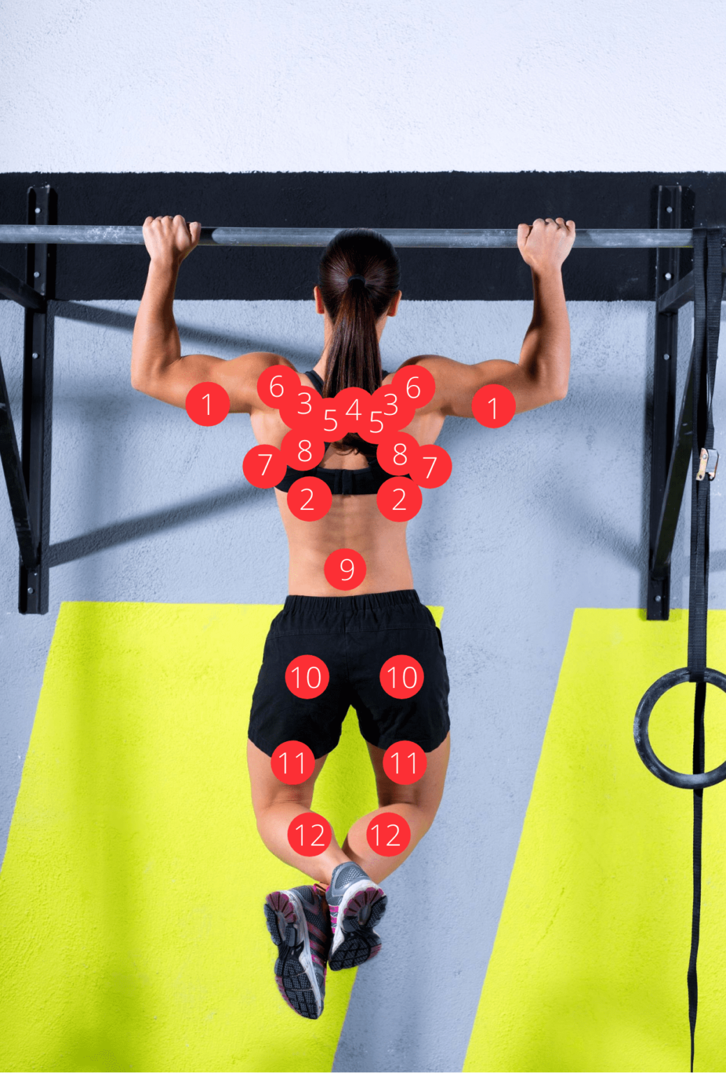 Deine wichtigsten Muskeln im Überblick - OPTIMALEFITNESS