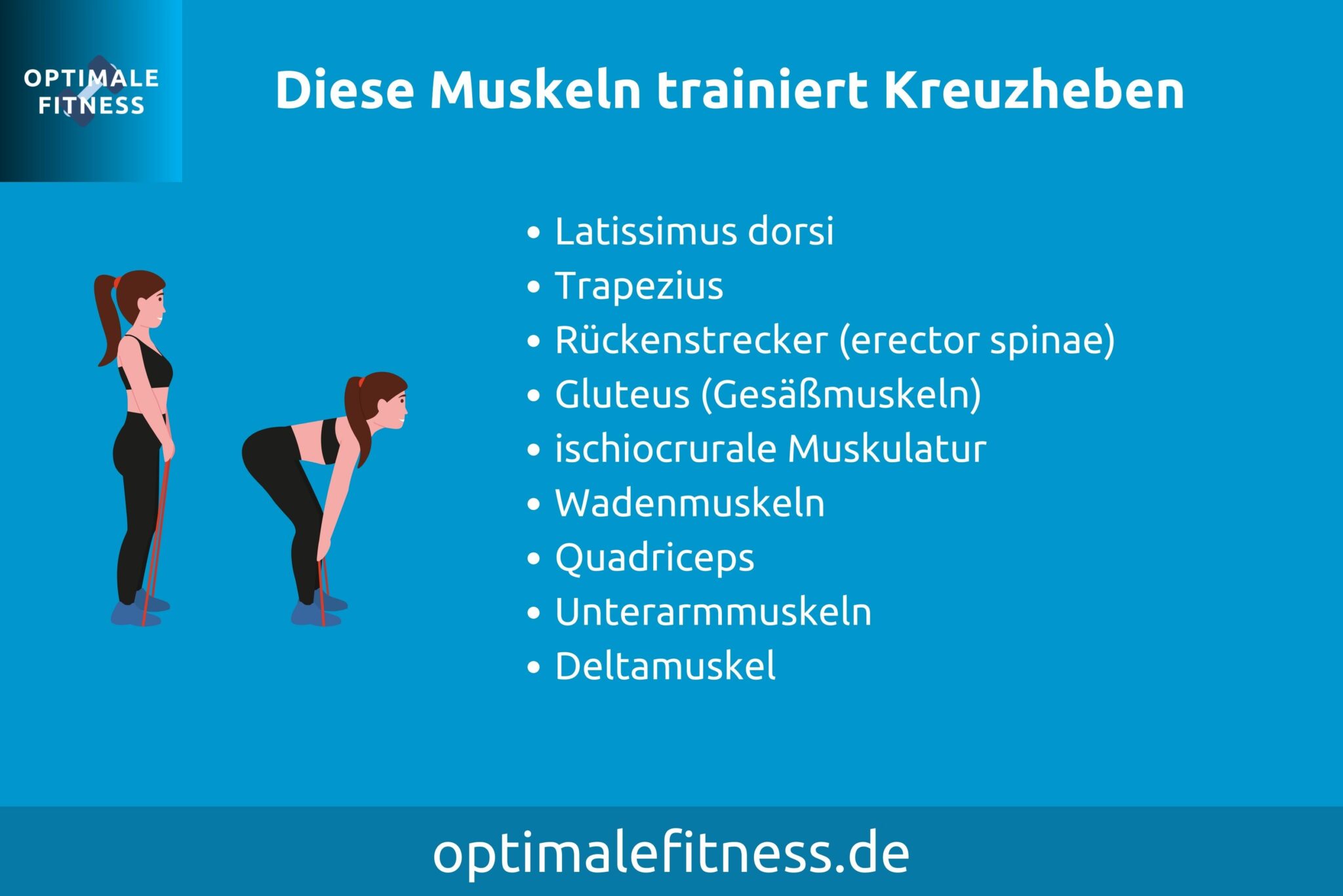 Kreuzheben: alles was du dazu wissen solltest - OPTIMALEFITNESS