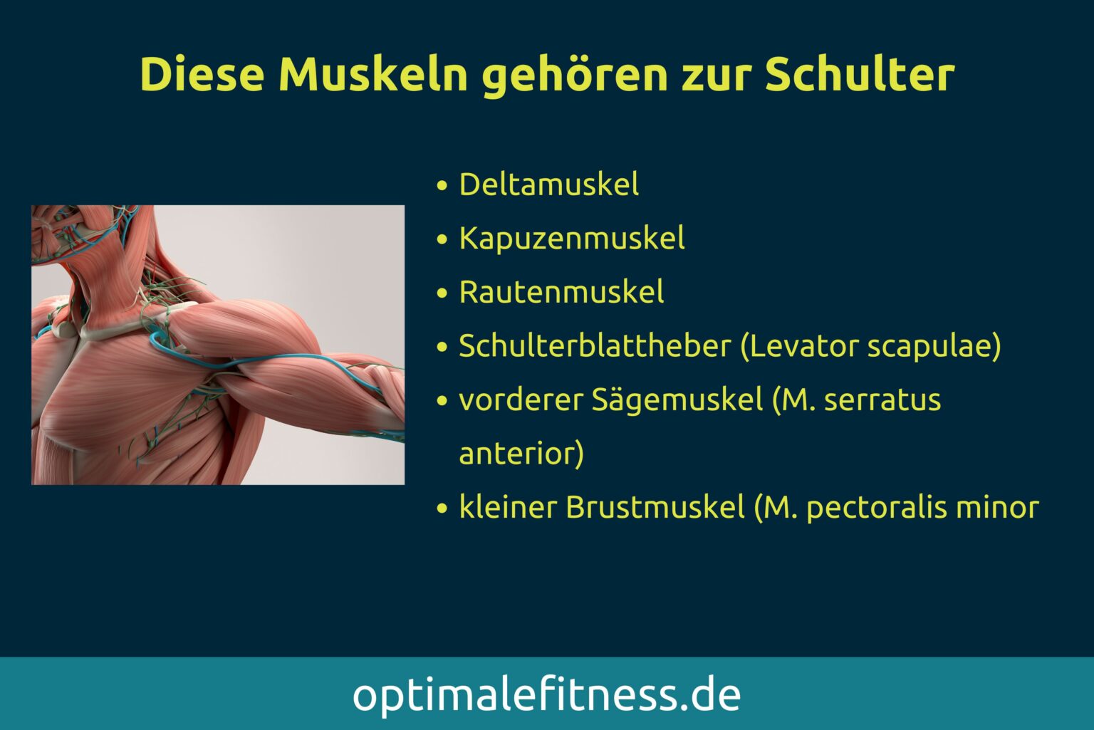 Starke Schultermuskeln - 6 richtig gute Übungen - OPTIMALEFITNESS