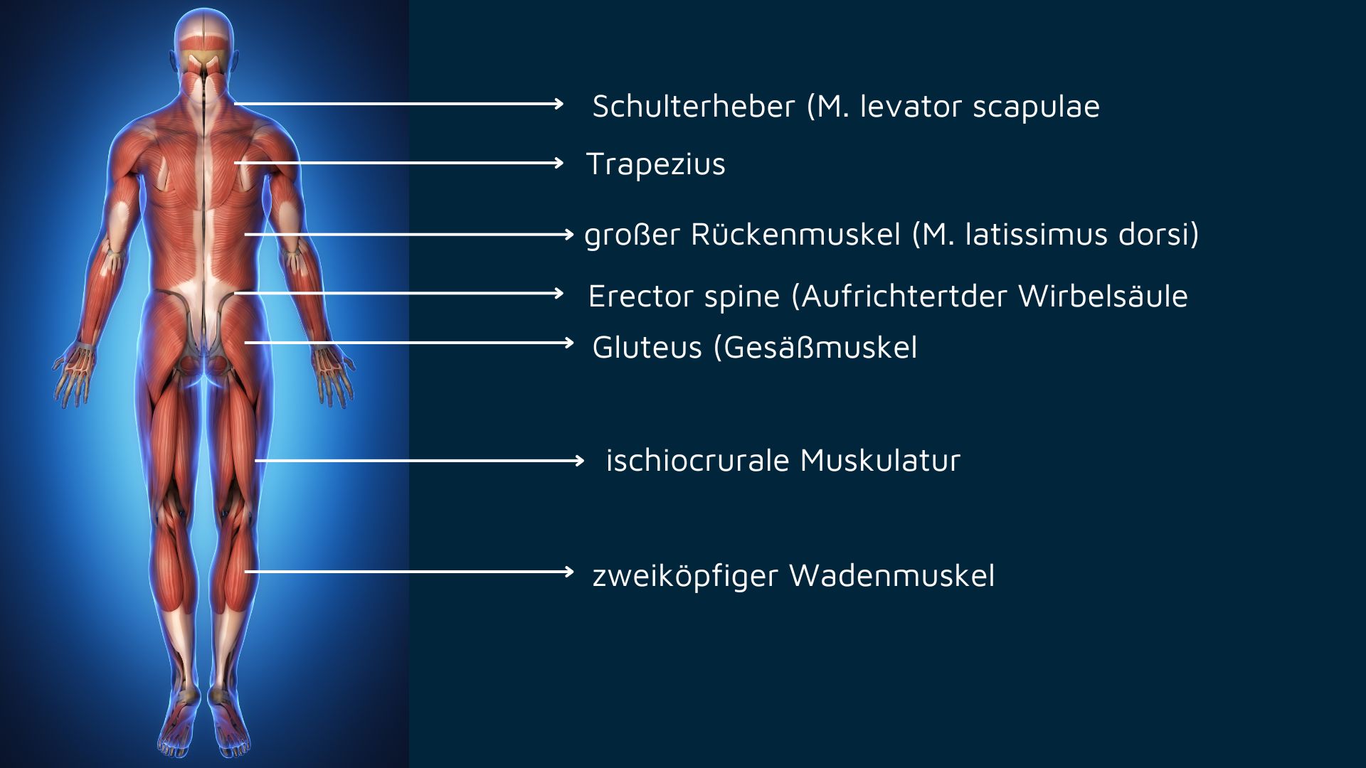 So trainierst du deine hintere Muskelkette - OPTIMALEFITNESS
