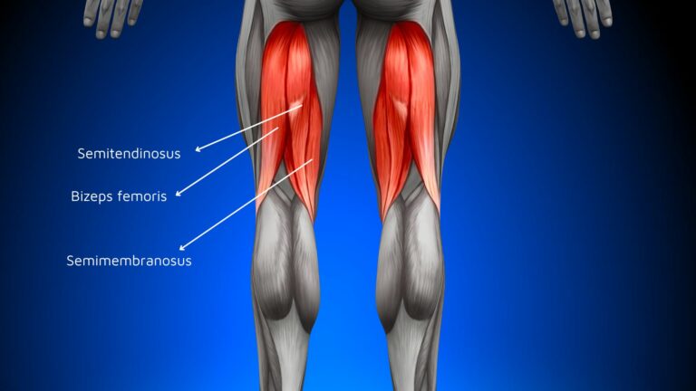 So trainierst du deine hintere Muskelkette - OPTIMALEFITNESS