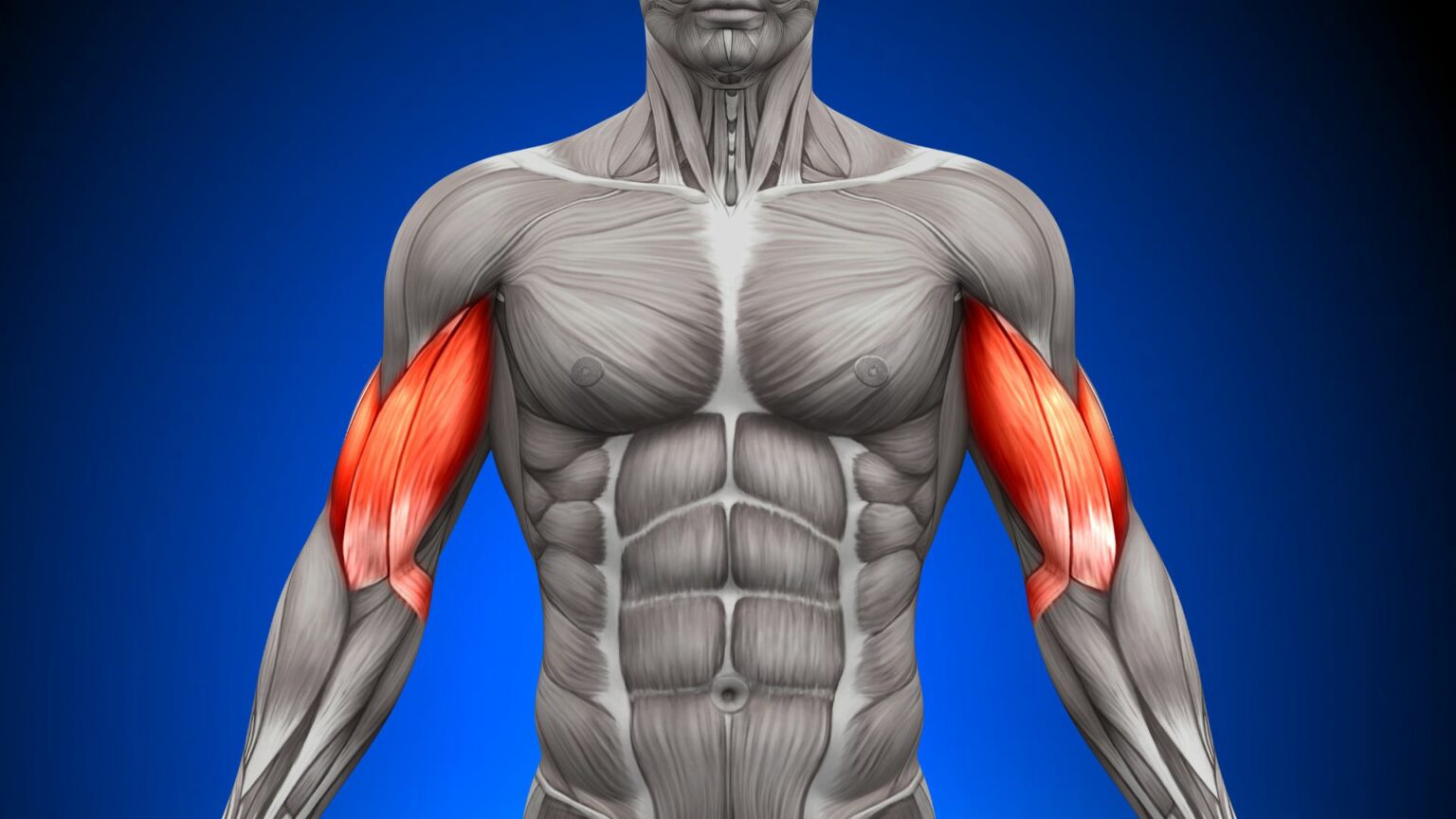 So machen 21 Reps einen starken Bizeps - OPTIMALEFITNESS