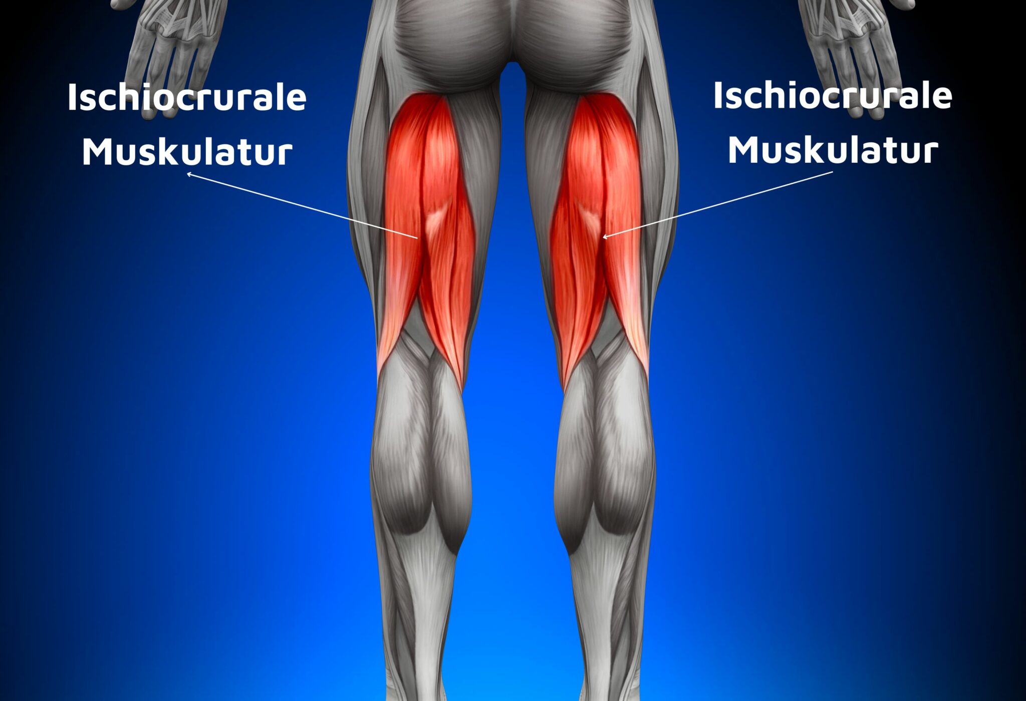 Runner's Knee - der große Ratgeber - OPTIMALEFITNESS